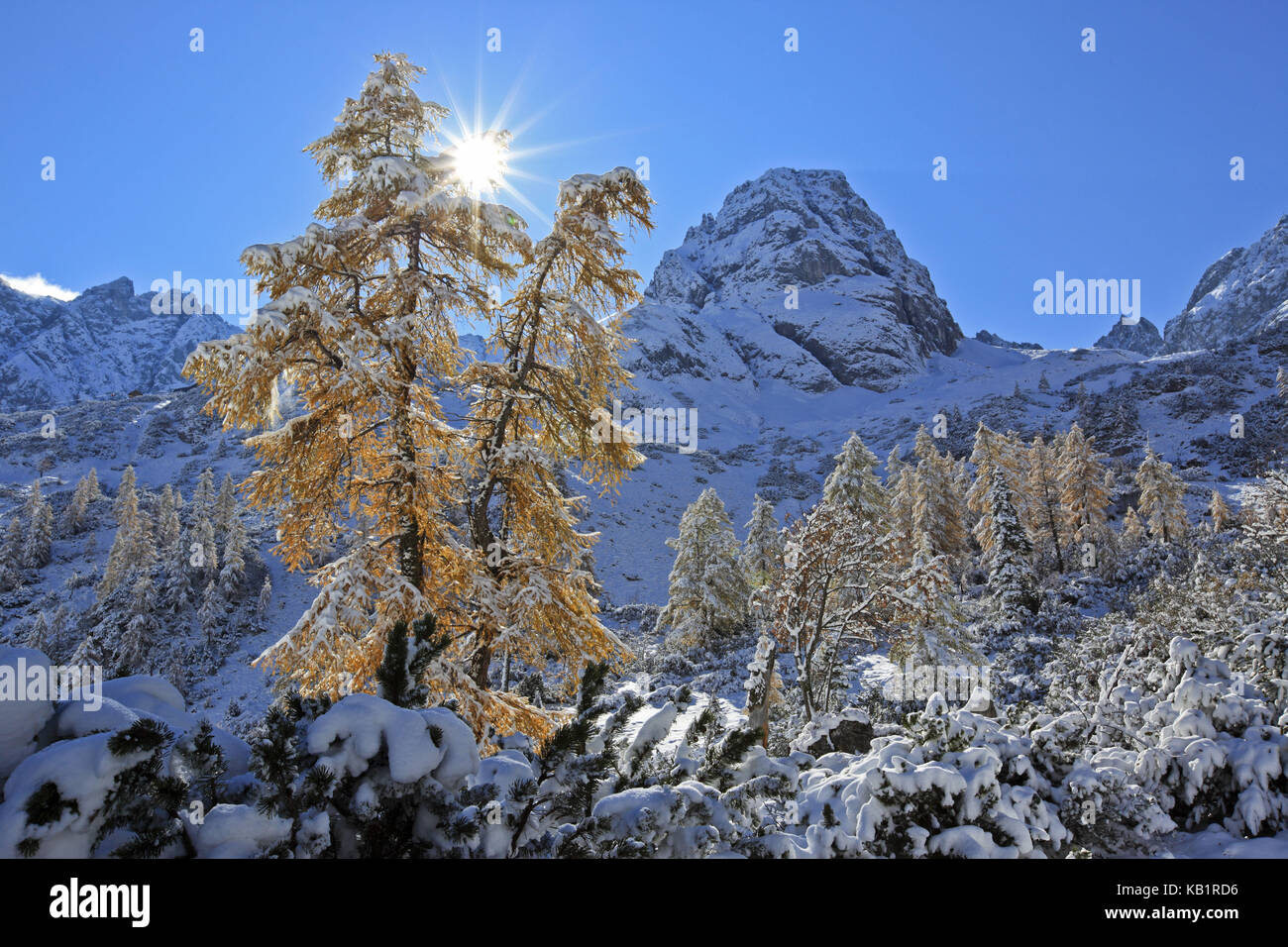 Front scorpion fish hi-res stock photography and images - Alamy