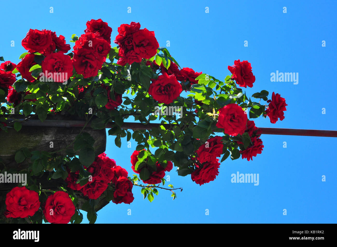 Red climbing roses hi-res stock photography and images - Alamy
