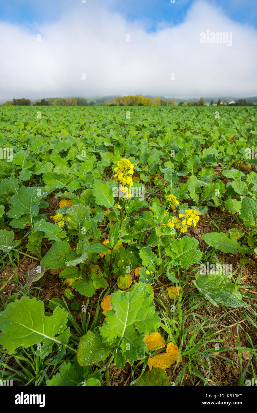 Early oilseed rape flowers Stock Photo - Alamy
