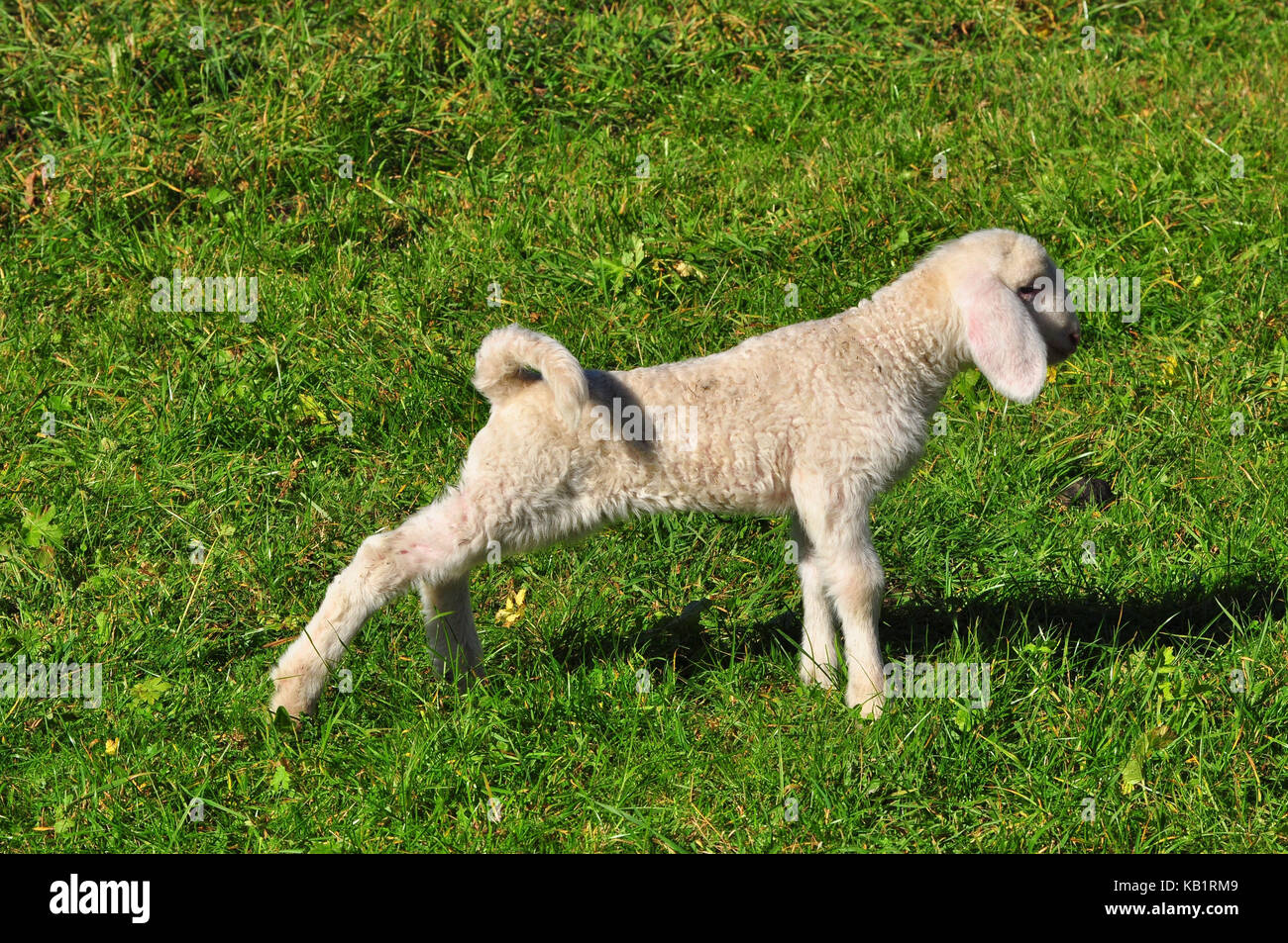 Jungschaf hi-res stock photography and images - Alamy