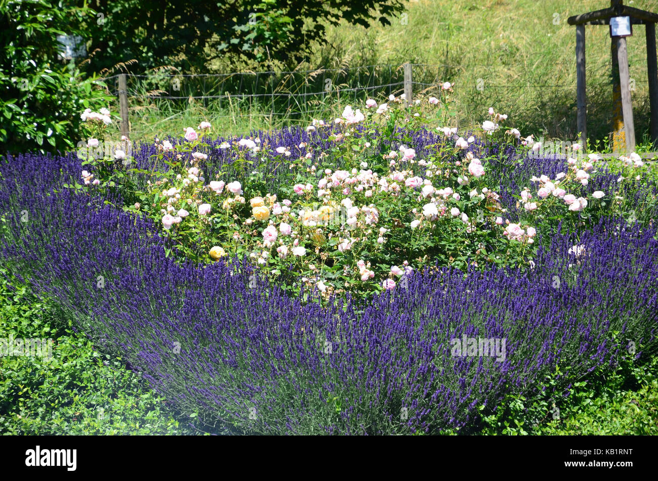 Patch roses hi-res stock photography and images - Alamy