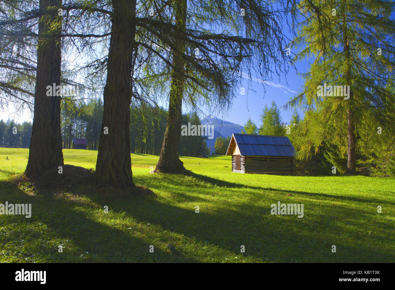 Austria, Tyrol, Mieminger plateau, Obsteig, larch meadows Stock Photo ...