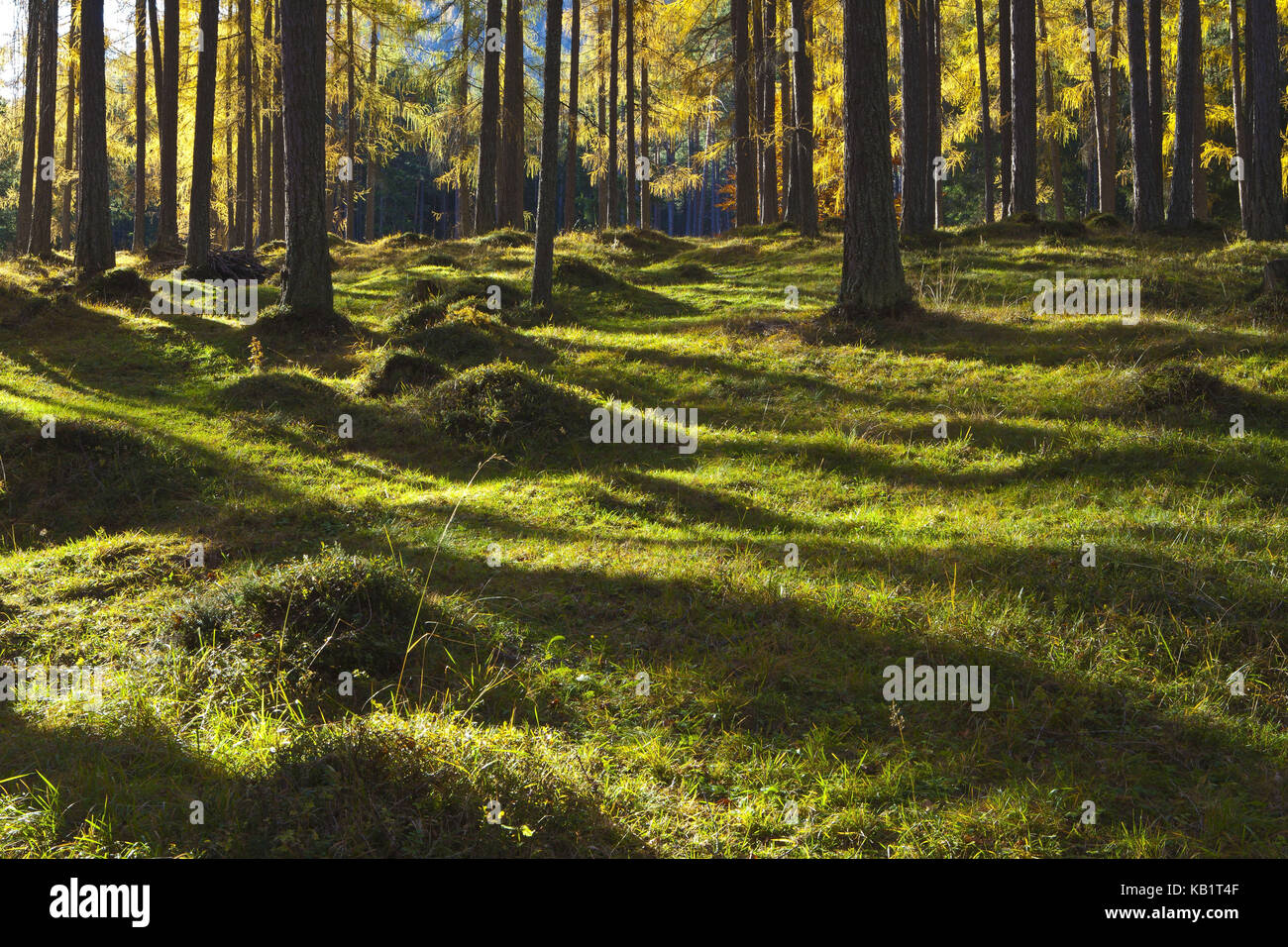 Austria, Tyrol, Mieminger plateau, Obsteig, larch meadows Stock Photo ...