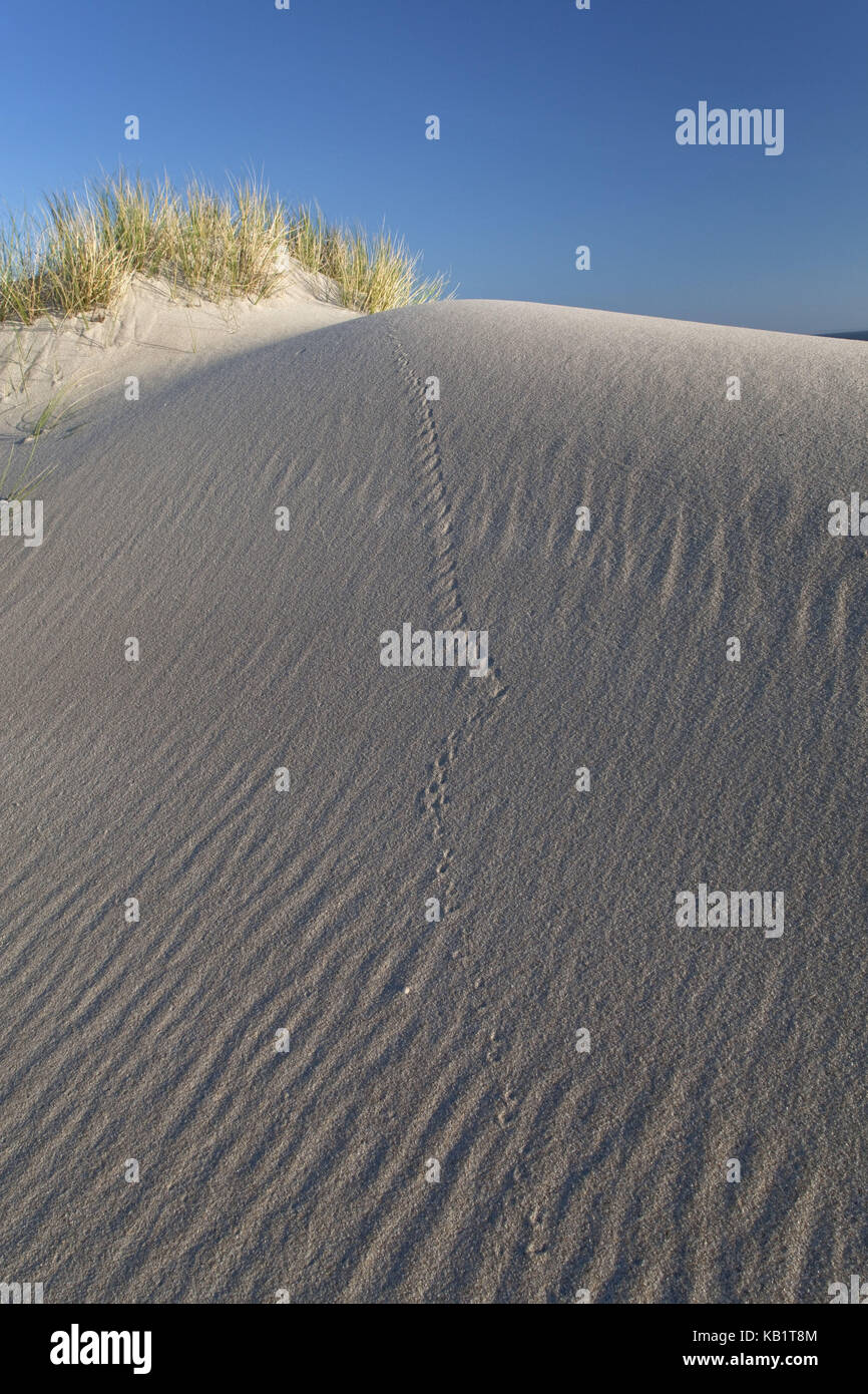 Dunes at ellenbogen region hi-res stock photography and images - Alamy