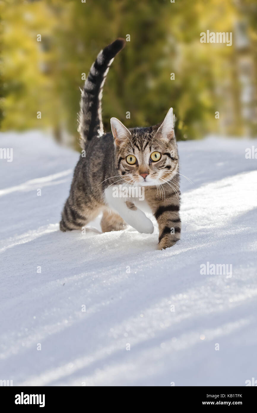 Cats, snow, run, play animal, pet, house cat, EKH, day release prisoner ...