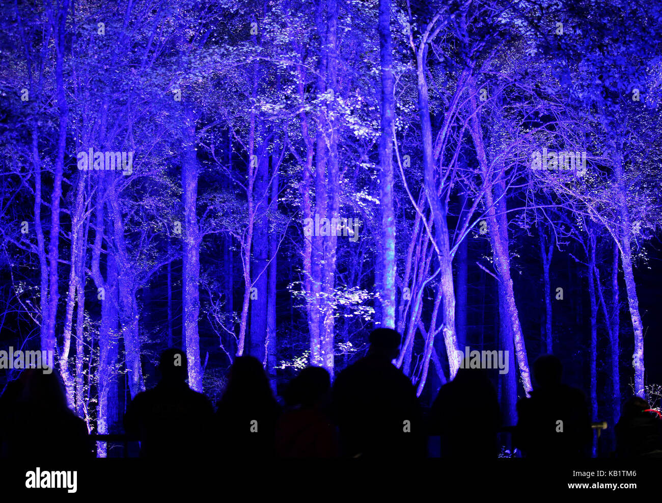 Trees are illuminated at The Enchanted Forest sound and light show in ...