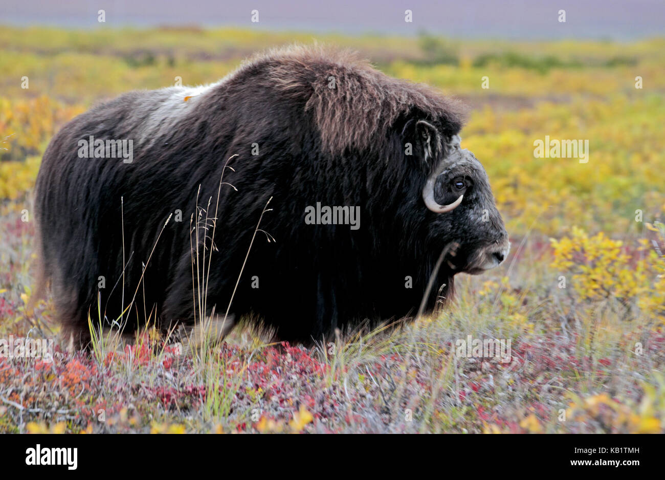 North America, the USA, Alaska, North Slope, musk ox, Ovibos moschatus ...