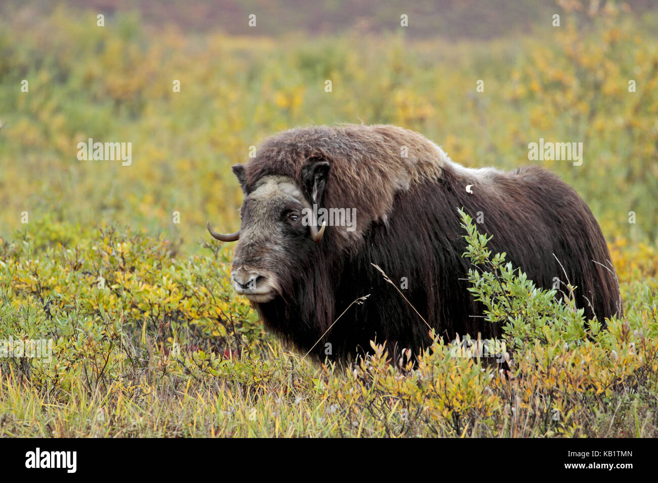 North America, the USA, Alaska, North Slope, musk ox, Ovibos moschatus ...