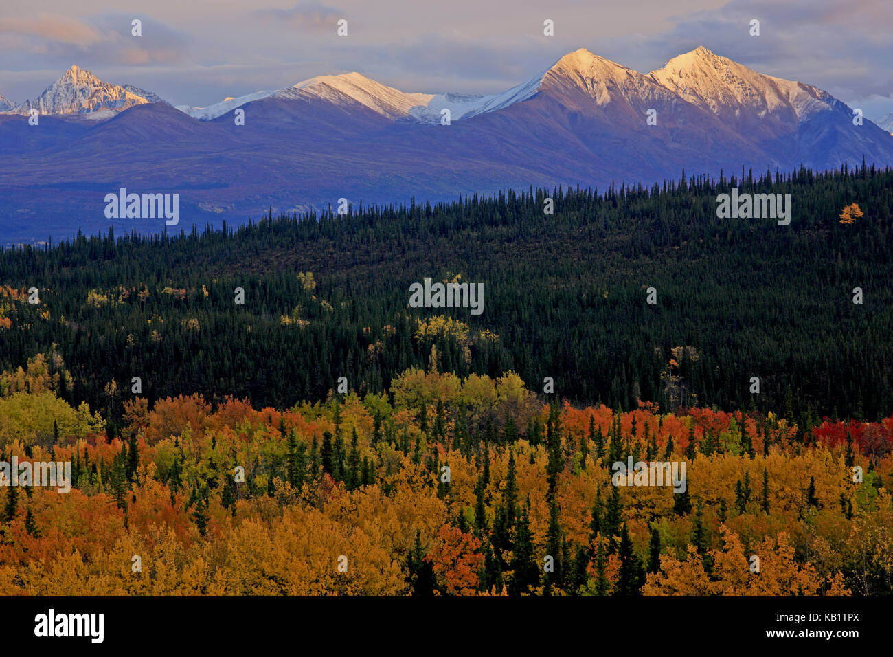Birch trees alaska hi-res stock photography and images - Alamy