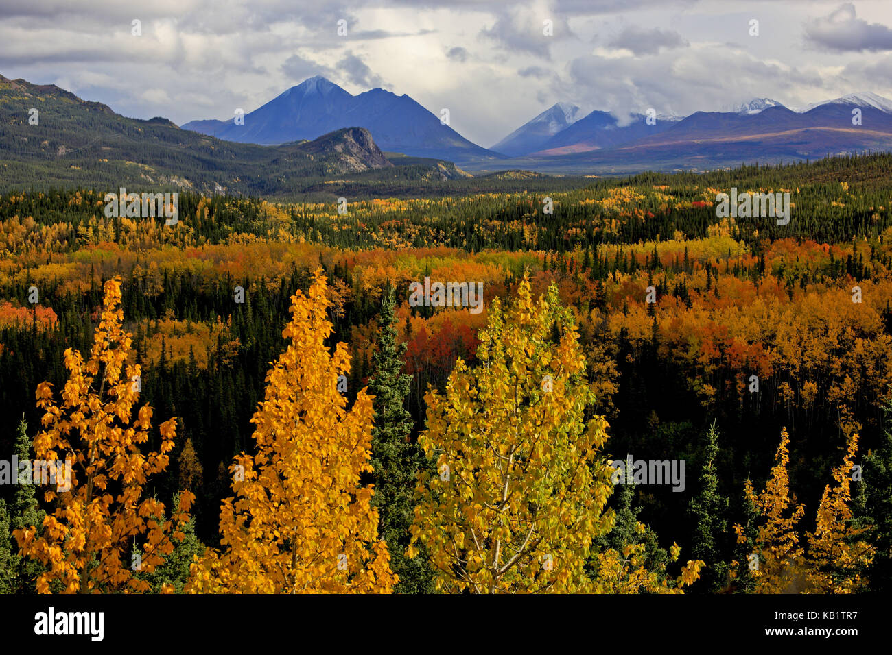 Alaska summer birch forest hi-res stock photography and images - Alamy