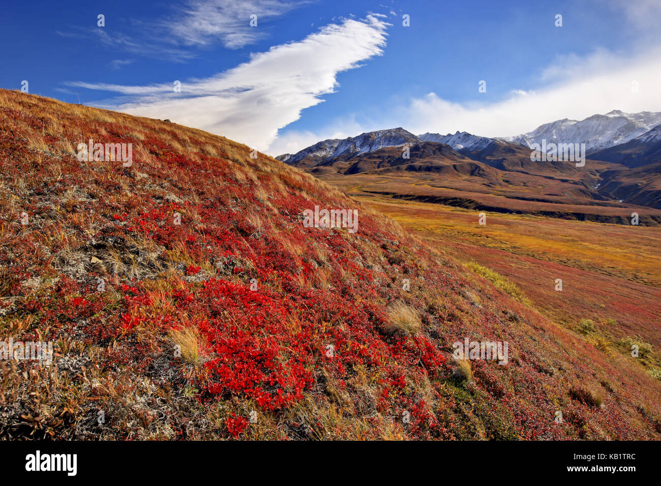 North America, the USA, Alaska, Denali national park, tundra, Alaska ...