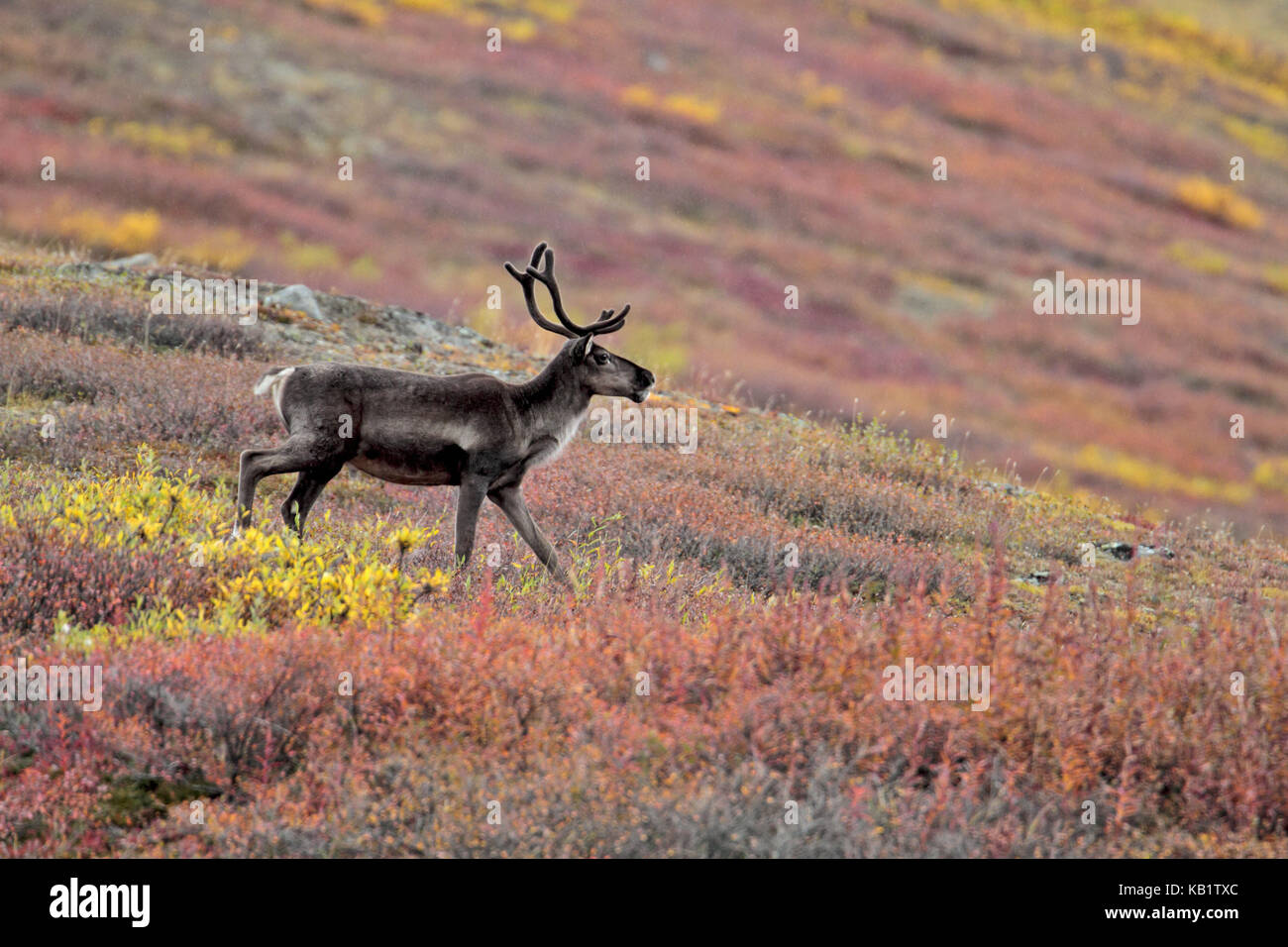 North America, the USA, Alaska, Brooks Range, caribou, Rangifer ...