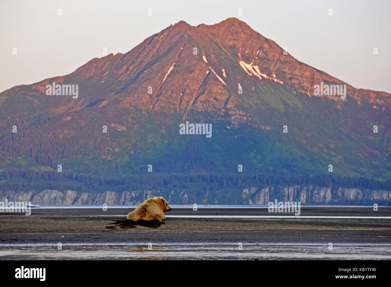 North America, the USA, Alaska, Katmai national park, Hello, Bay, brown ...