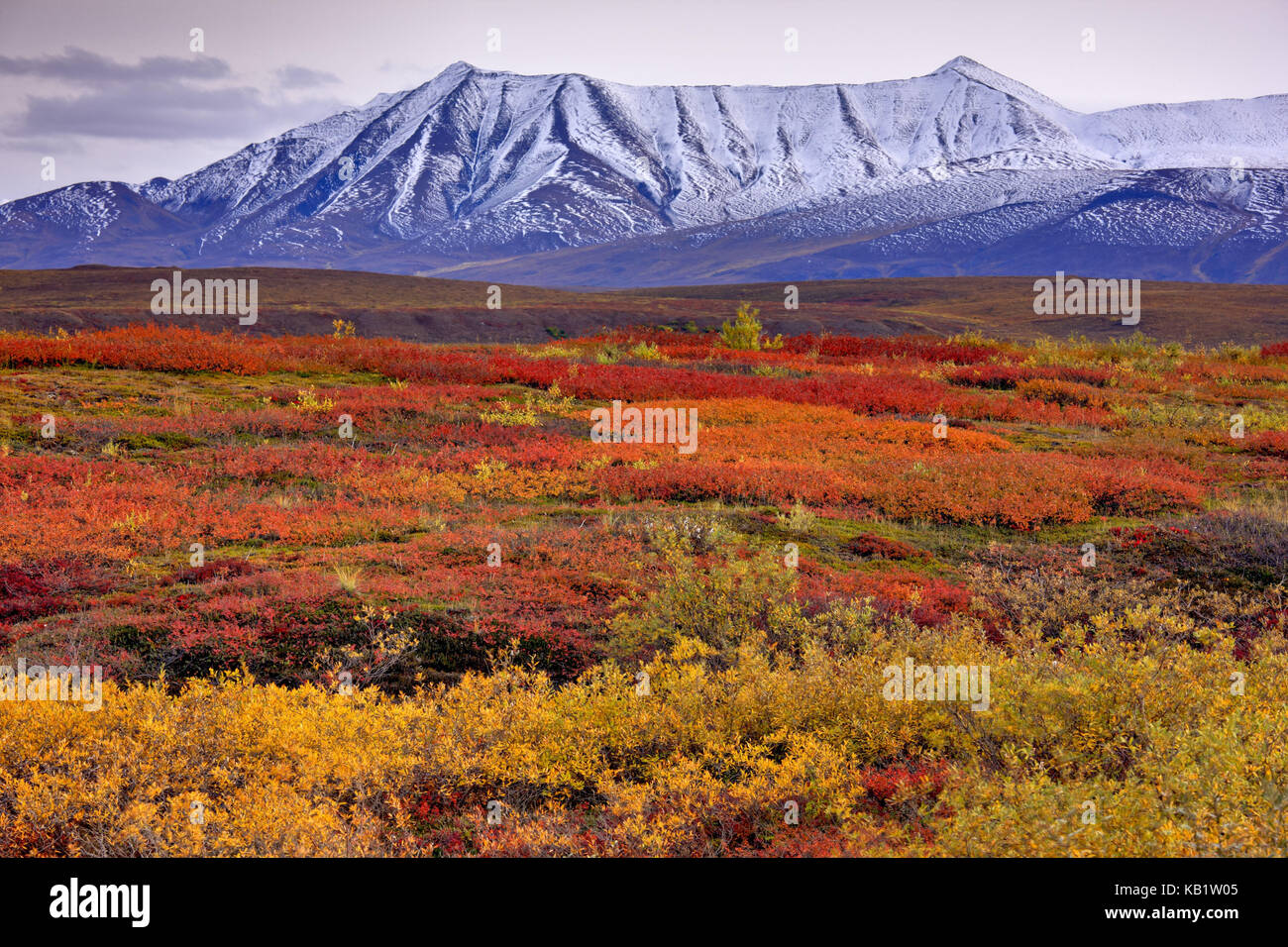 North America, the USA, Alaska, North Slope, arctic tundra, Brooks ...