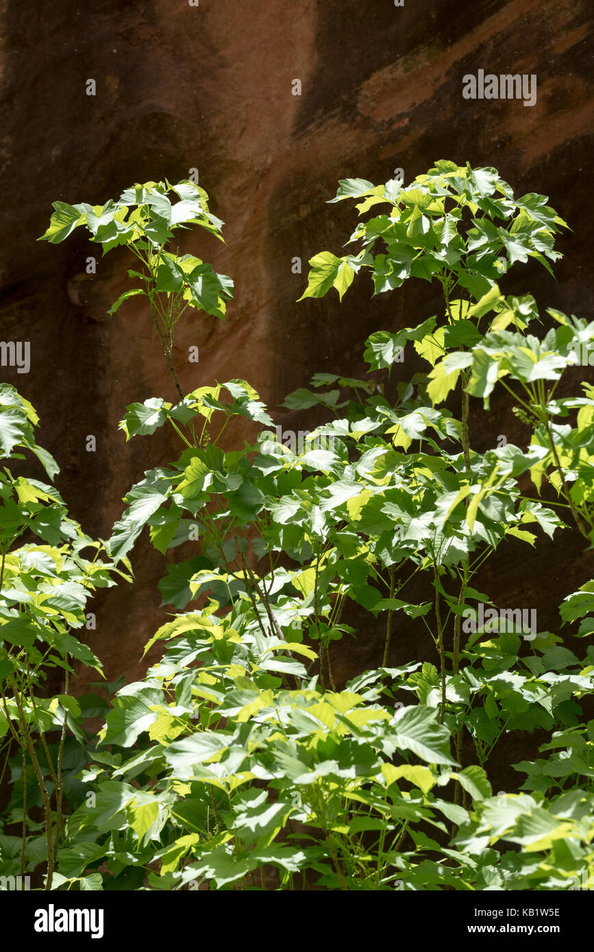 Desert ivy hi-res stock photography and images - Alamy