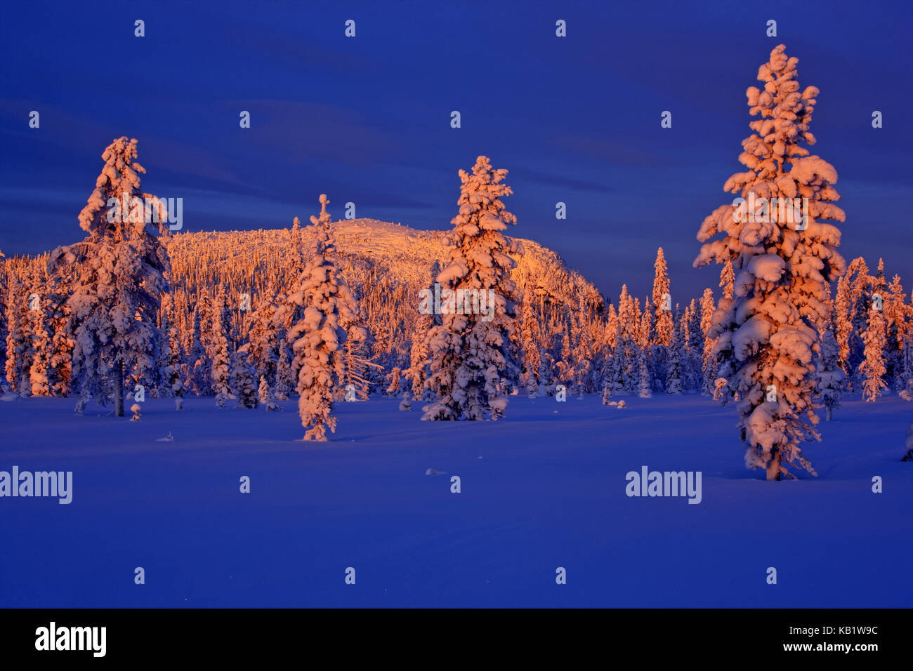 Sweden, Swedish Lapland, Laponia, winter scenery, trees Stock Photo - Alamy