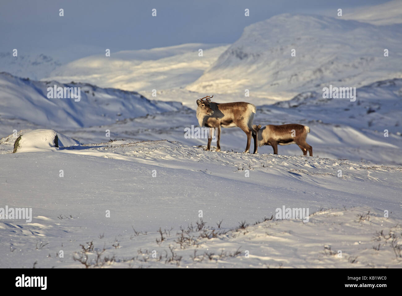 Sweden, Lapland, Abisko national park, reindeers, Rangifer tarandus ...