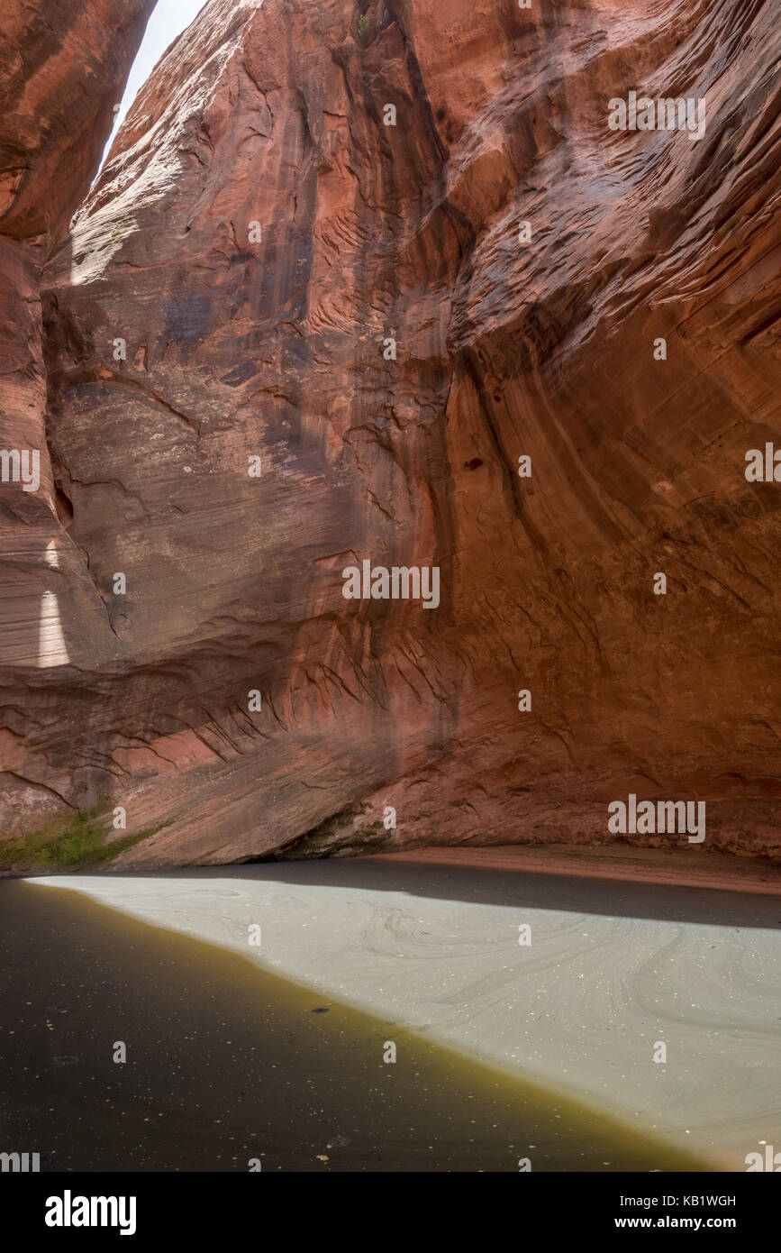 Scum on the top of a stagnant pool in a side canyon of the Escalante ...