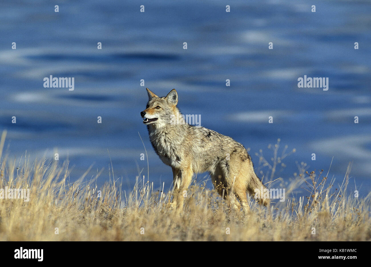 Prairie wolf hi-res stock photography and images - Alamy