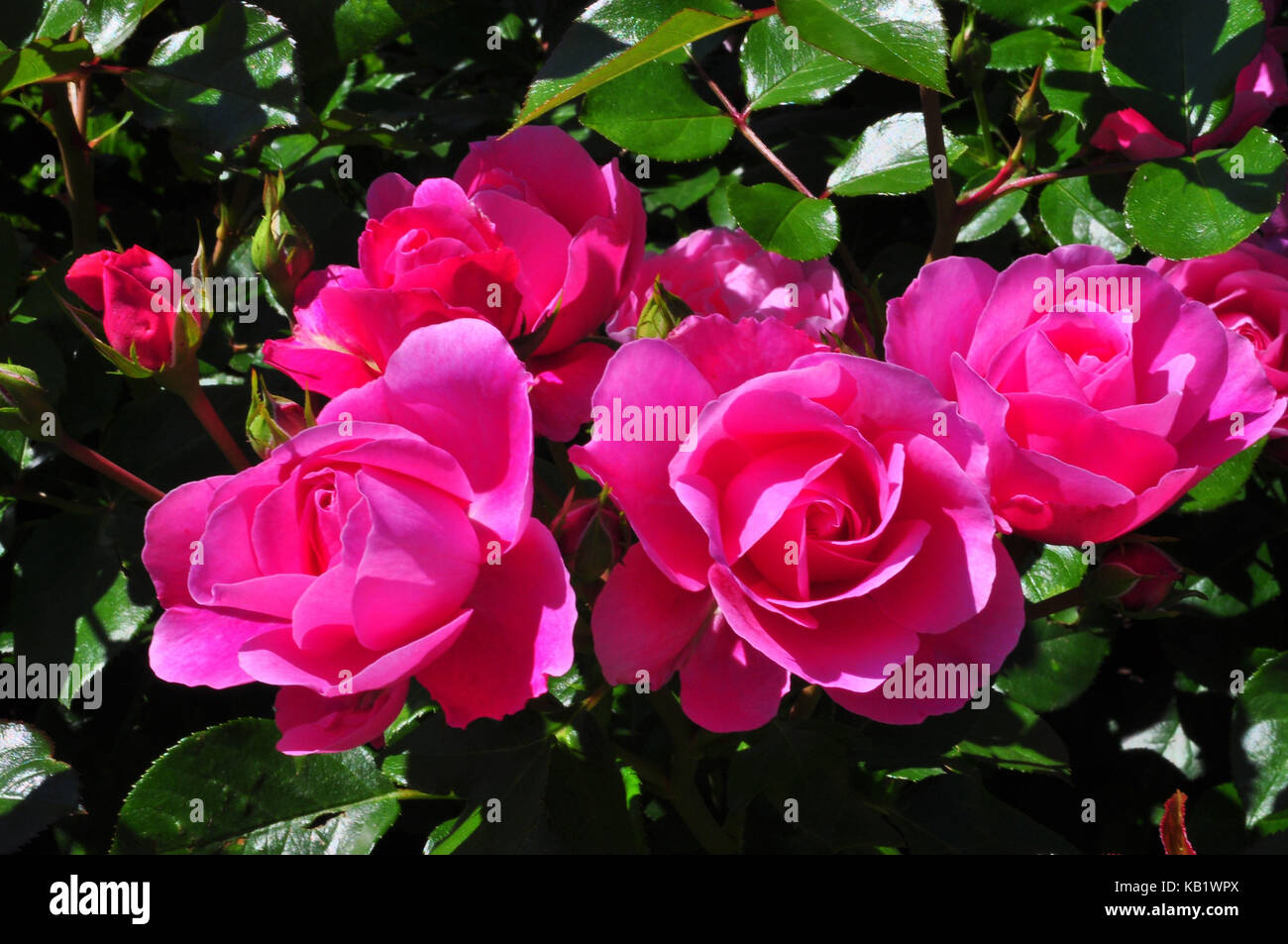 Botany, rose blossoms, red, shrub rose Stock Photo - Alamy