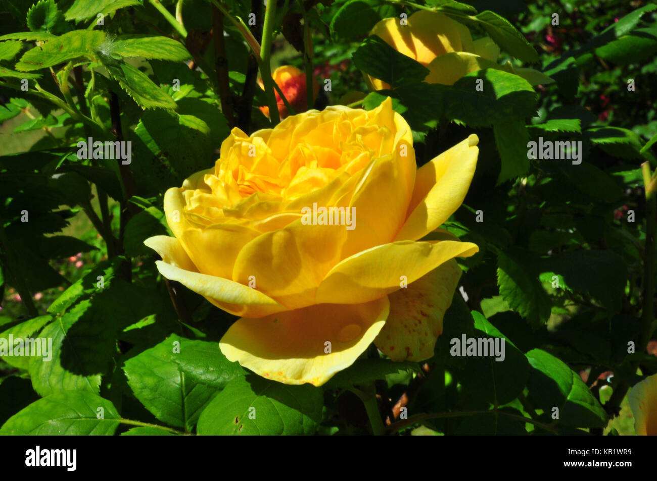 Botany, rose blossom, yellow Stock Photo - Alamy