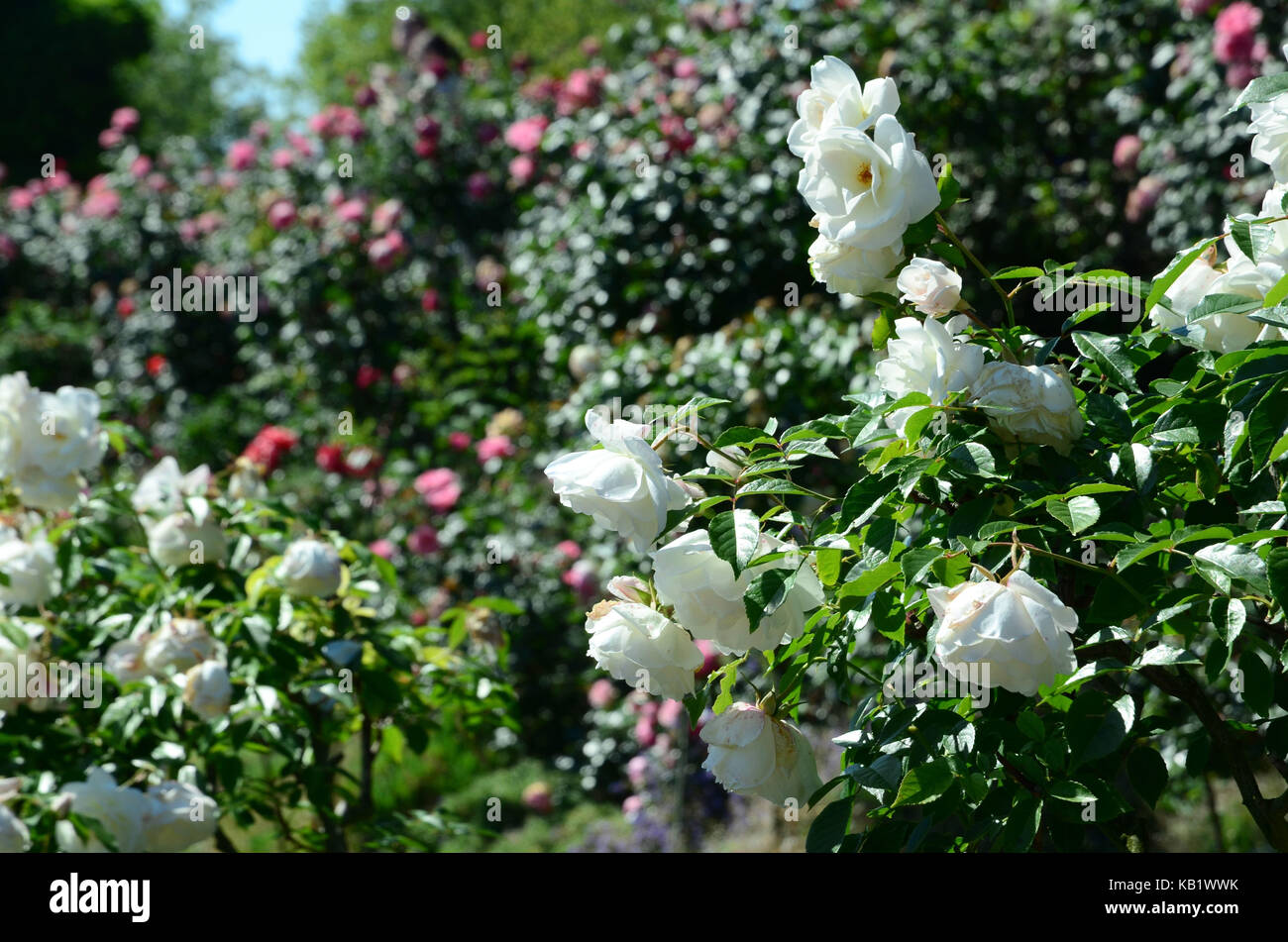 White rosebush hi-res stock photography and images - Alamy