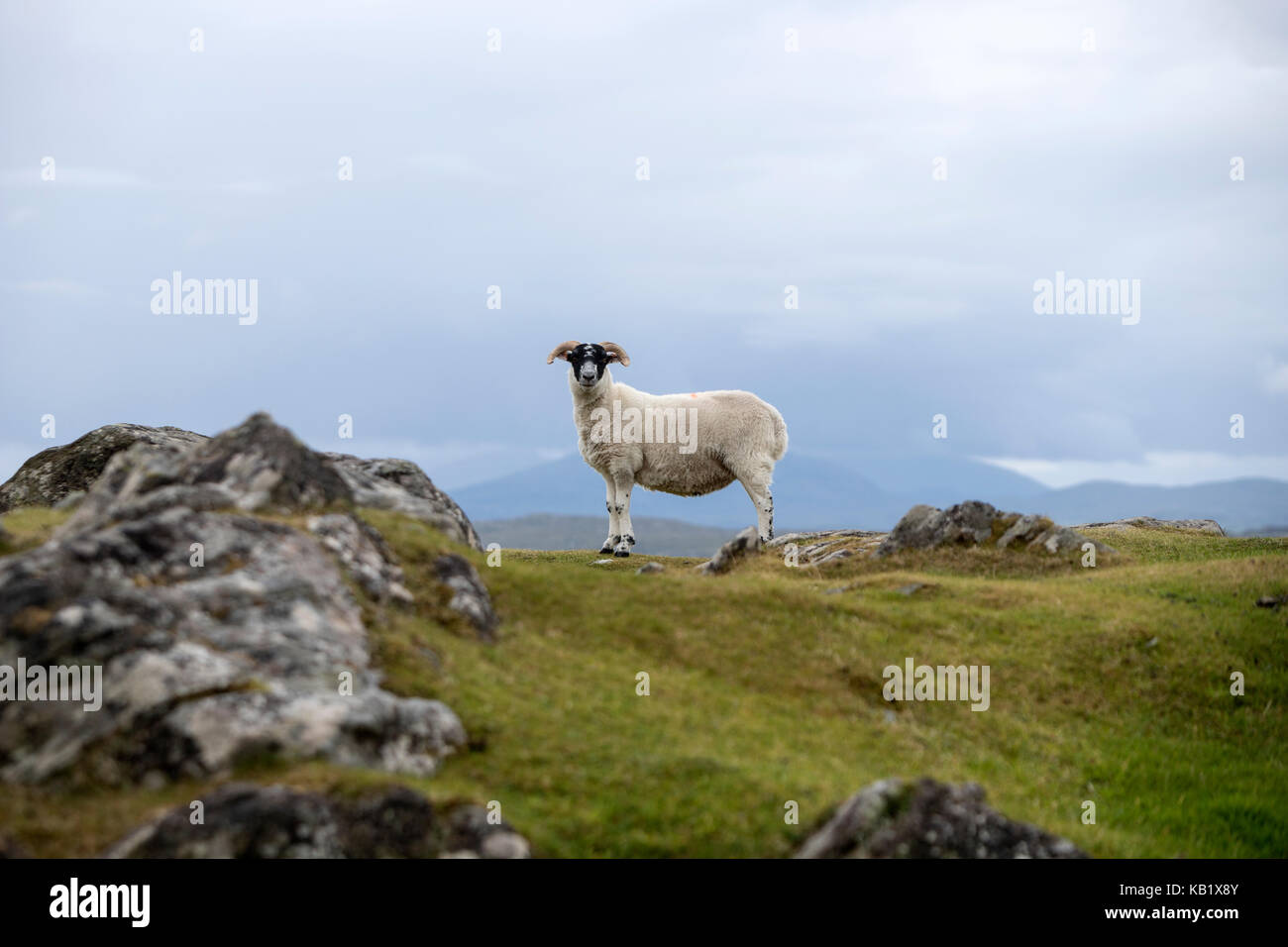 Sheep in Lewis and Harris island, Outer Hebrides, Scotland Stock Photo ...