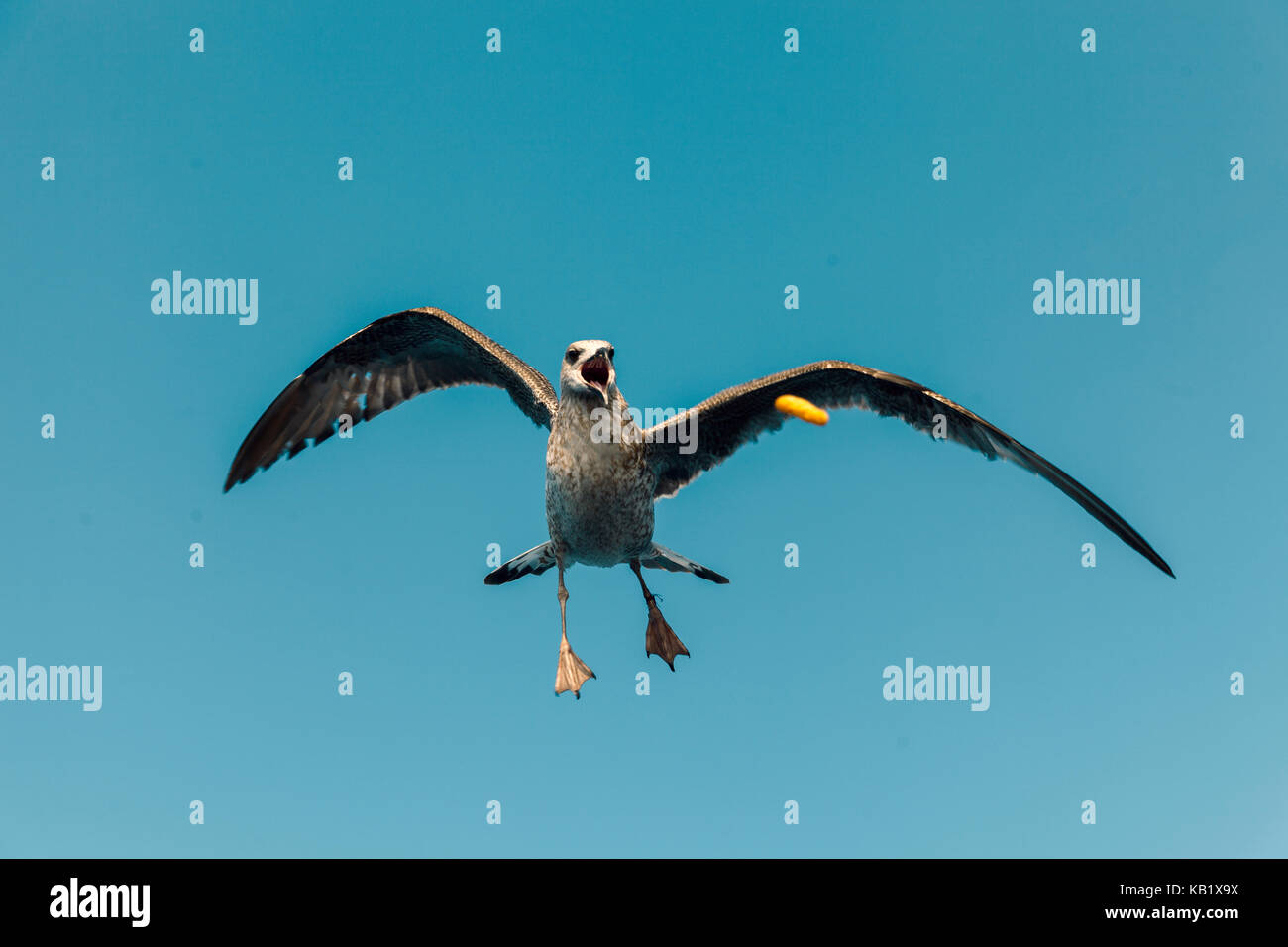 seagull in flight trying to catch food Stock Photo - Alamy