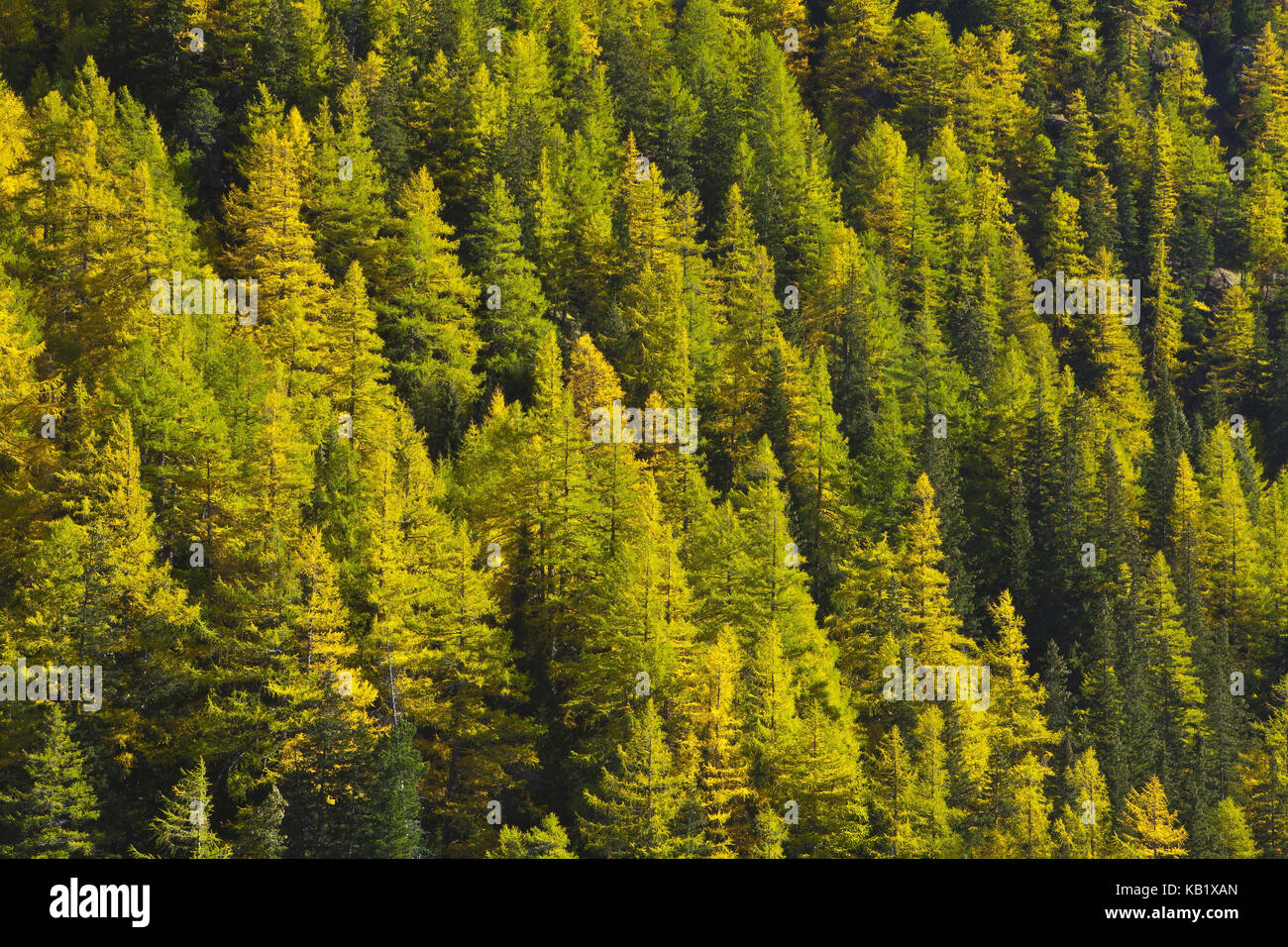 Austria, Tyrol, Ötztal, Obergurgl, larch forest Stock Photo - Alamy