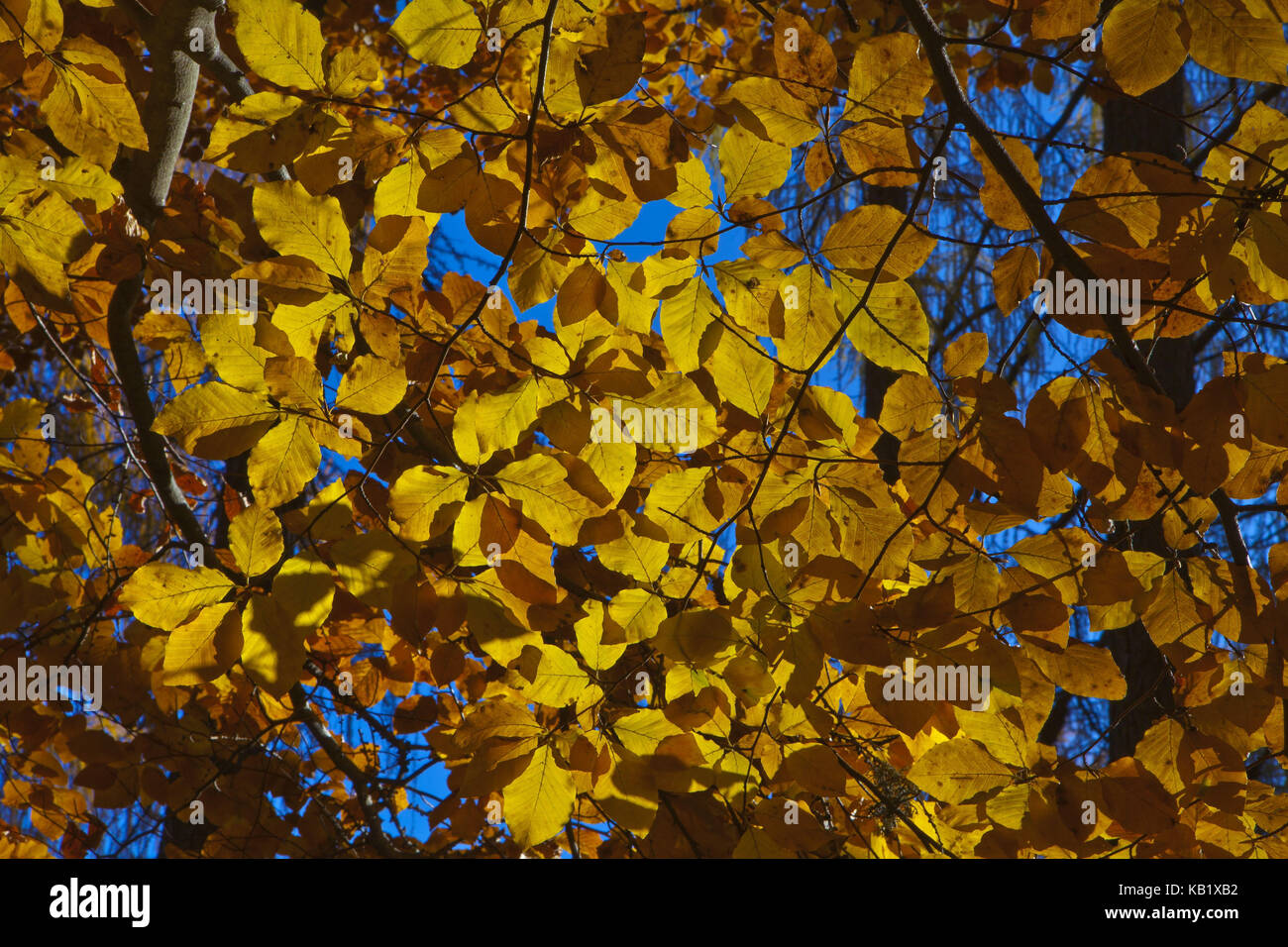 Austria, Tyrol, Mieminger plateau, Obsteig, beech leaves Stock Photo ...