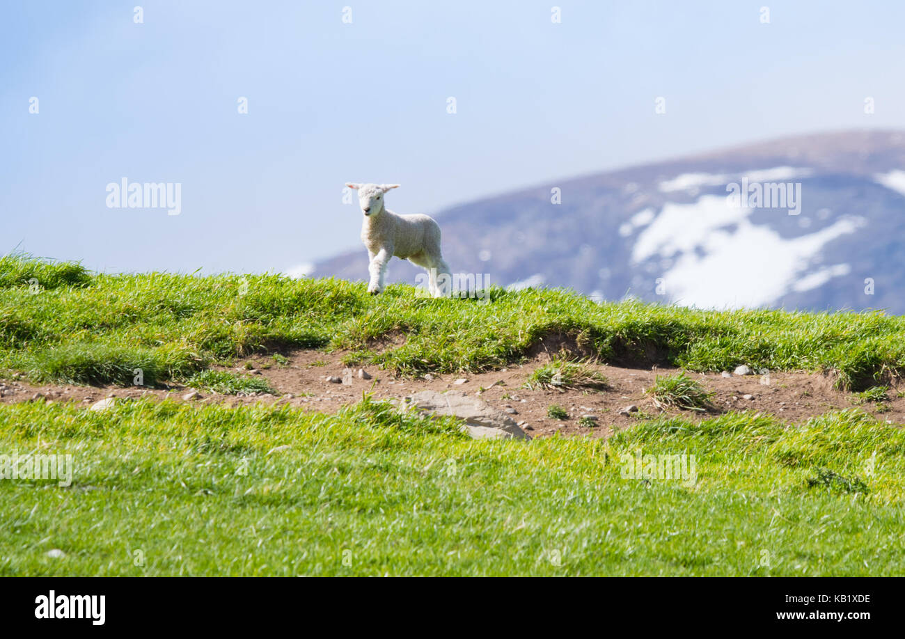 lamb standing on top of hill Stock Photo - Alamy