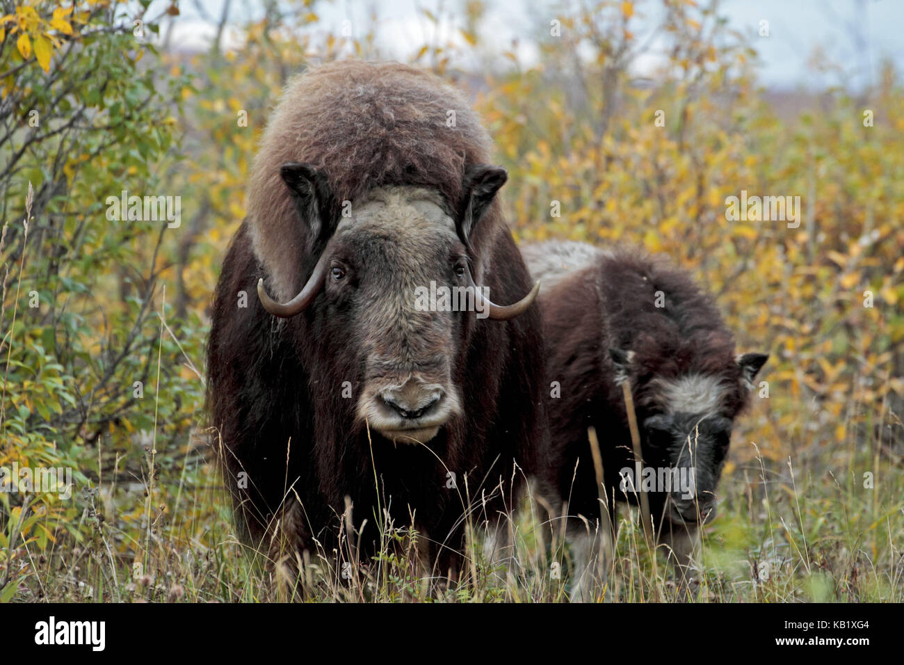 North America, the USA, Alaska, North Slope, musk ox, Ovibos moschatus ...