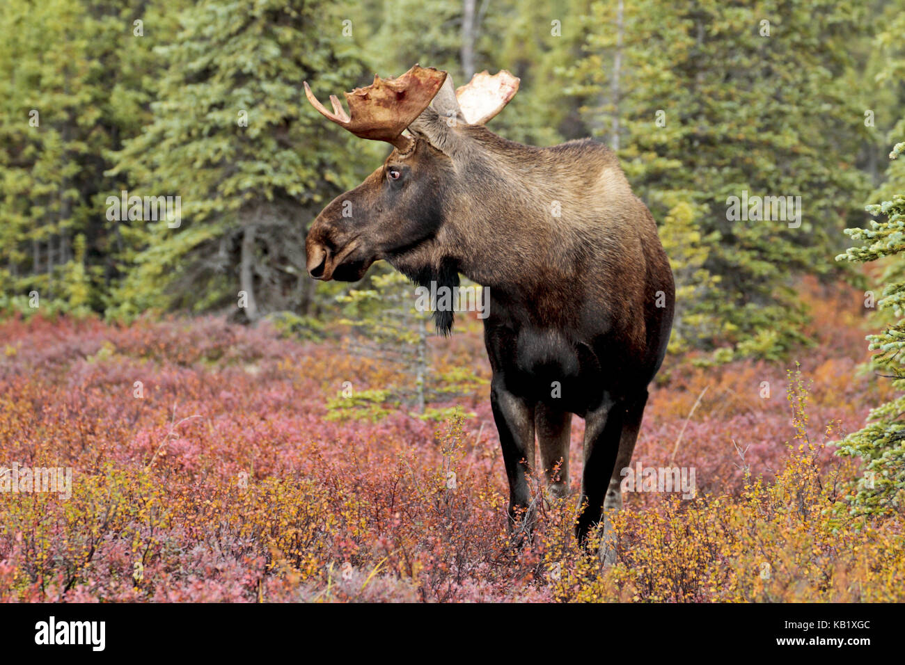 Alaska elk hi-res stock photography and images - Alamy