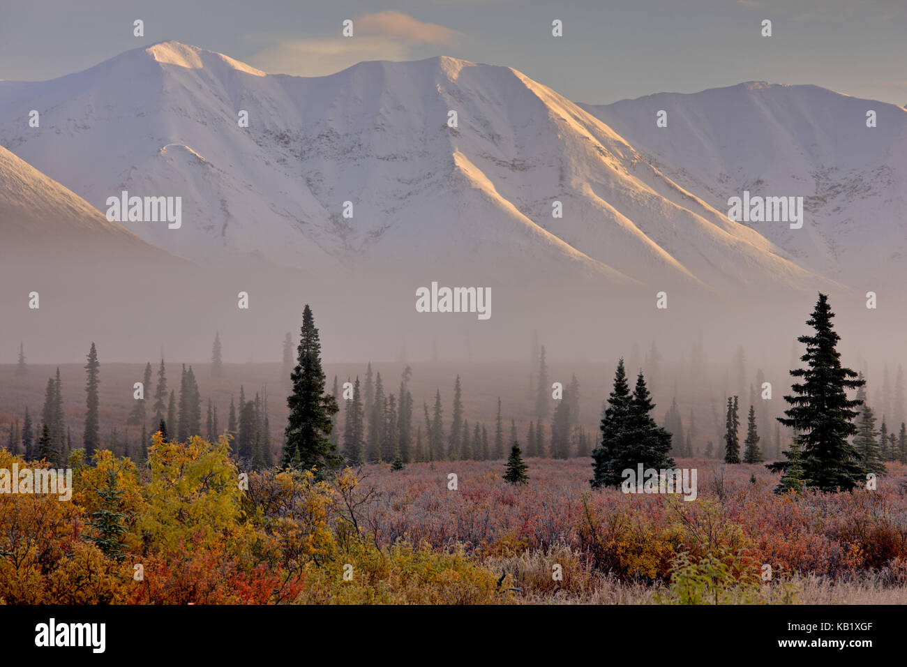 Tundra shrubs hi-res stock photography and images - Alamy