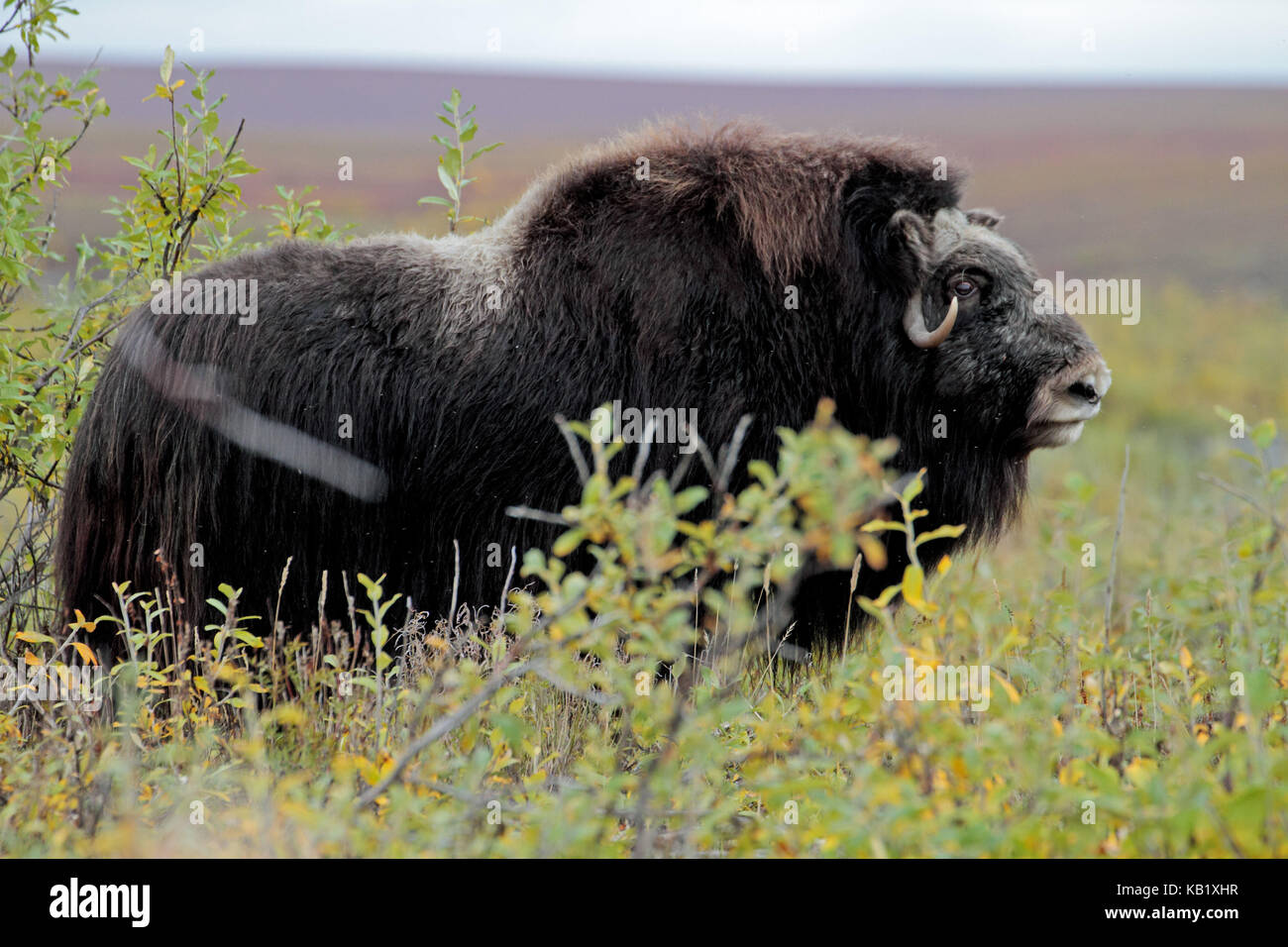 North America, the USA, Alaska, North Slope, musk ox, Ovibos moschatus ...