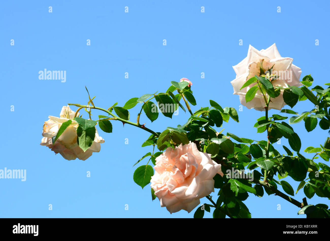 Botany, shrub roses, rosy Stock Photo - Alamy
