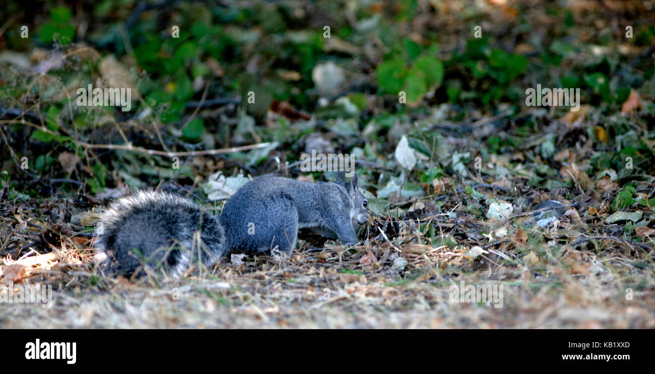 Western gray squirrels are the largest native tree squirrel in ...
