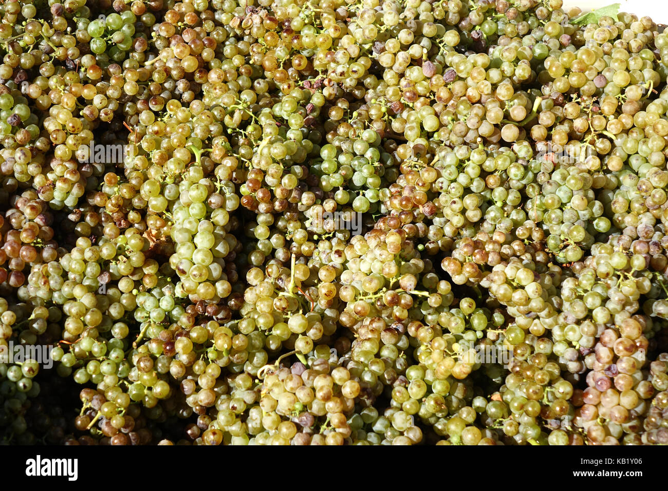 This cluster of Orange Muscat came from Farmer John Wadkin's vines and ...