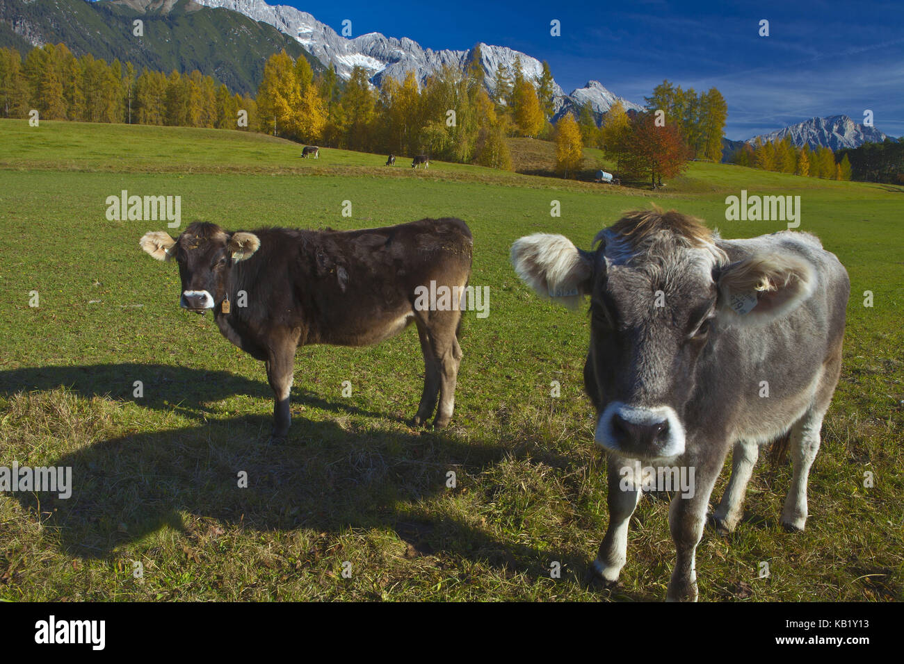 Austria, Tyrol, Mieminger plateau, Obsteig Stock Photo - Alamy