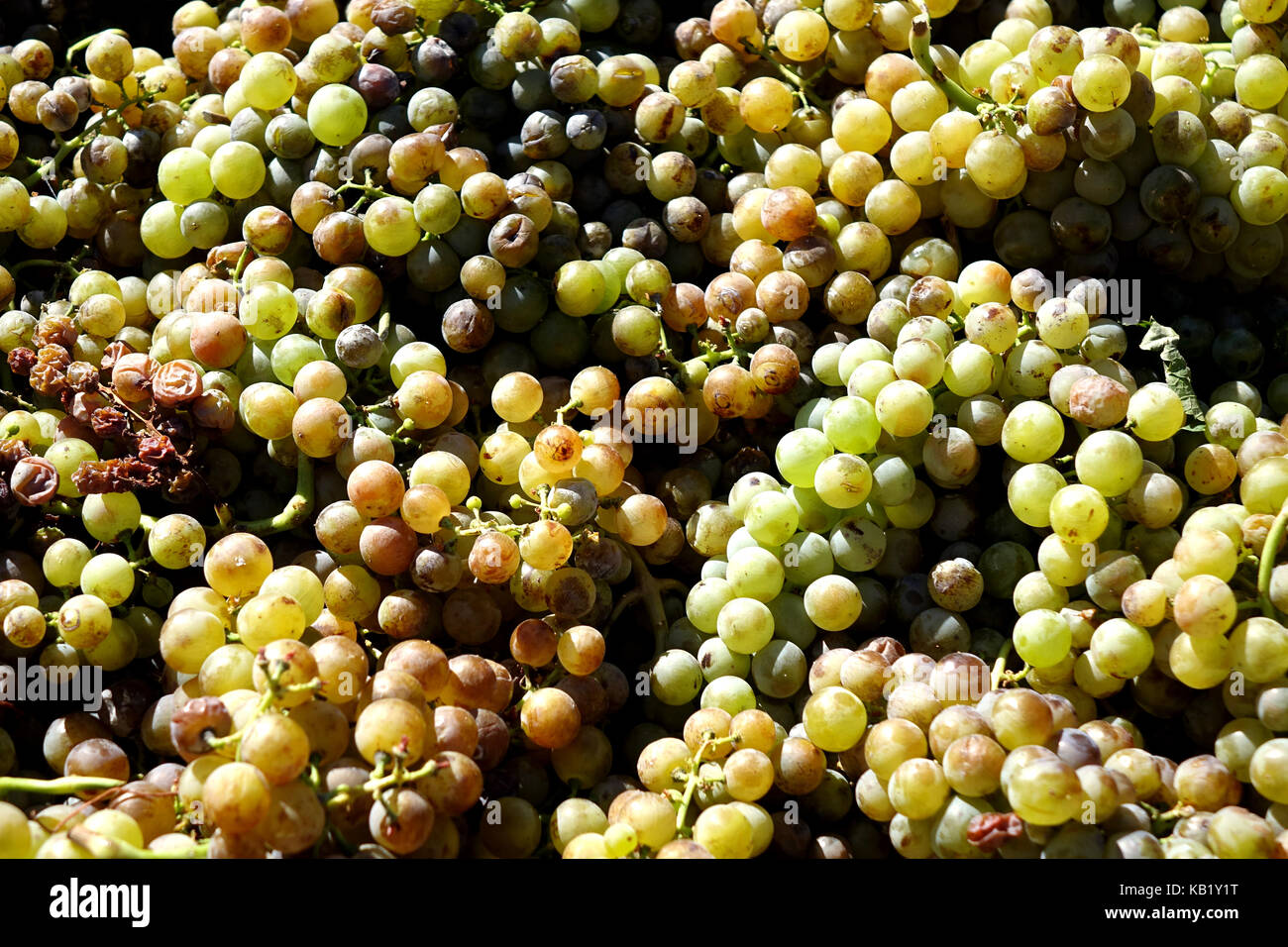 These Orange Muscat wine grapes came from Farmer John Wadkin's vines ...