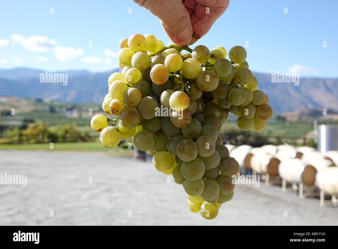 This cluster of Orange Muscat came from Farmer John Wadkin's vines and ...