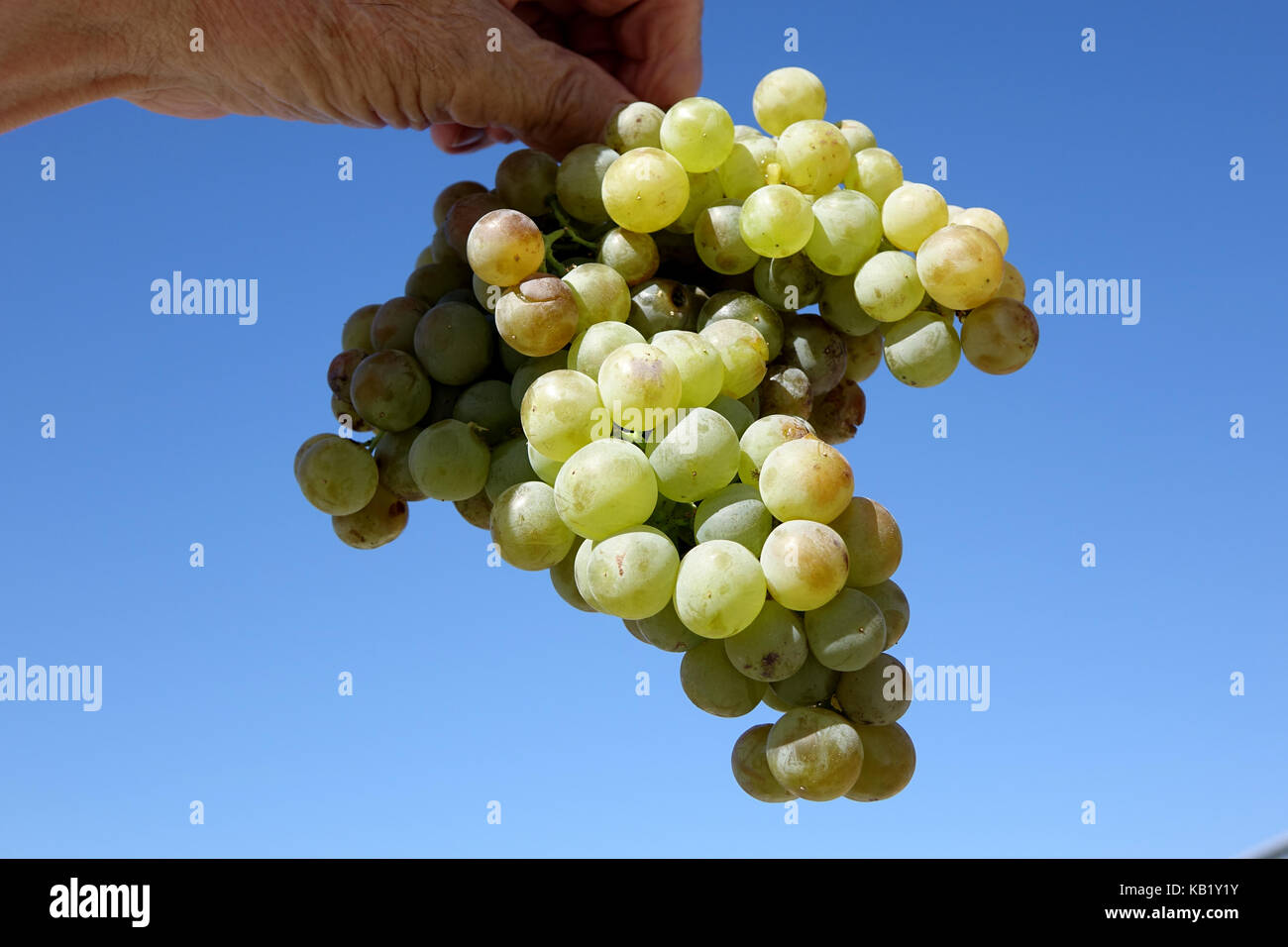 This cluster of Orange Muscat came from Farmer John Wadkin's vines and ...