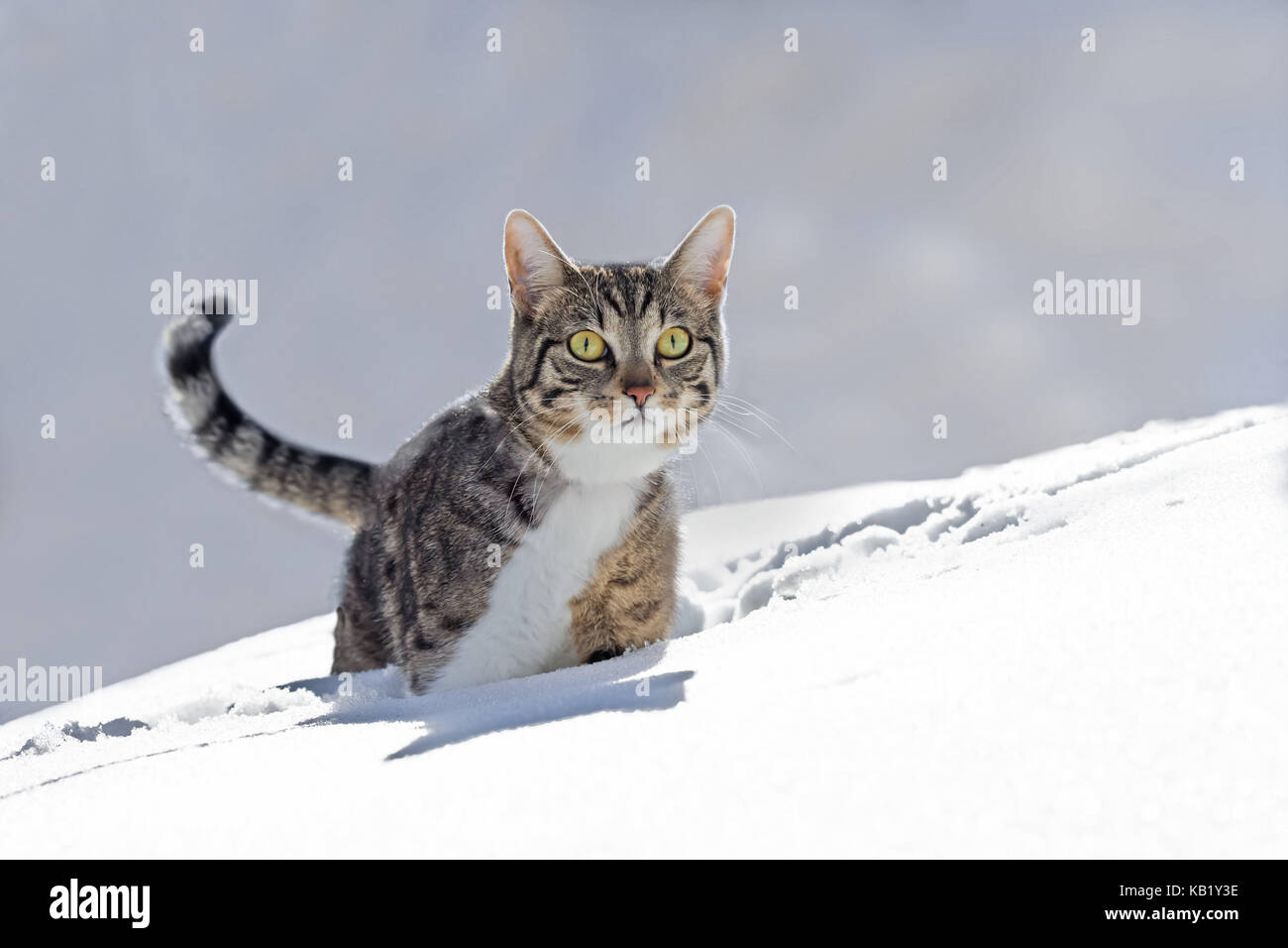 Cats, snow, run, play animal, pet, house cat, EKH, day release prisoner ...