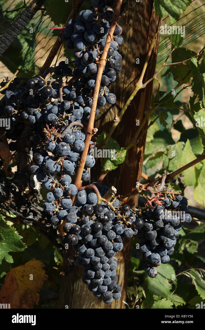 Cabernet Franc is one of the major black grape varieties worldwide. It ...