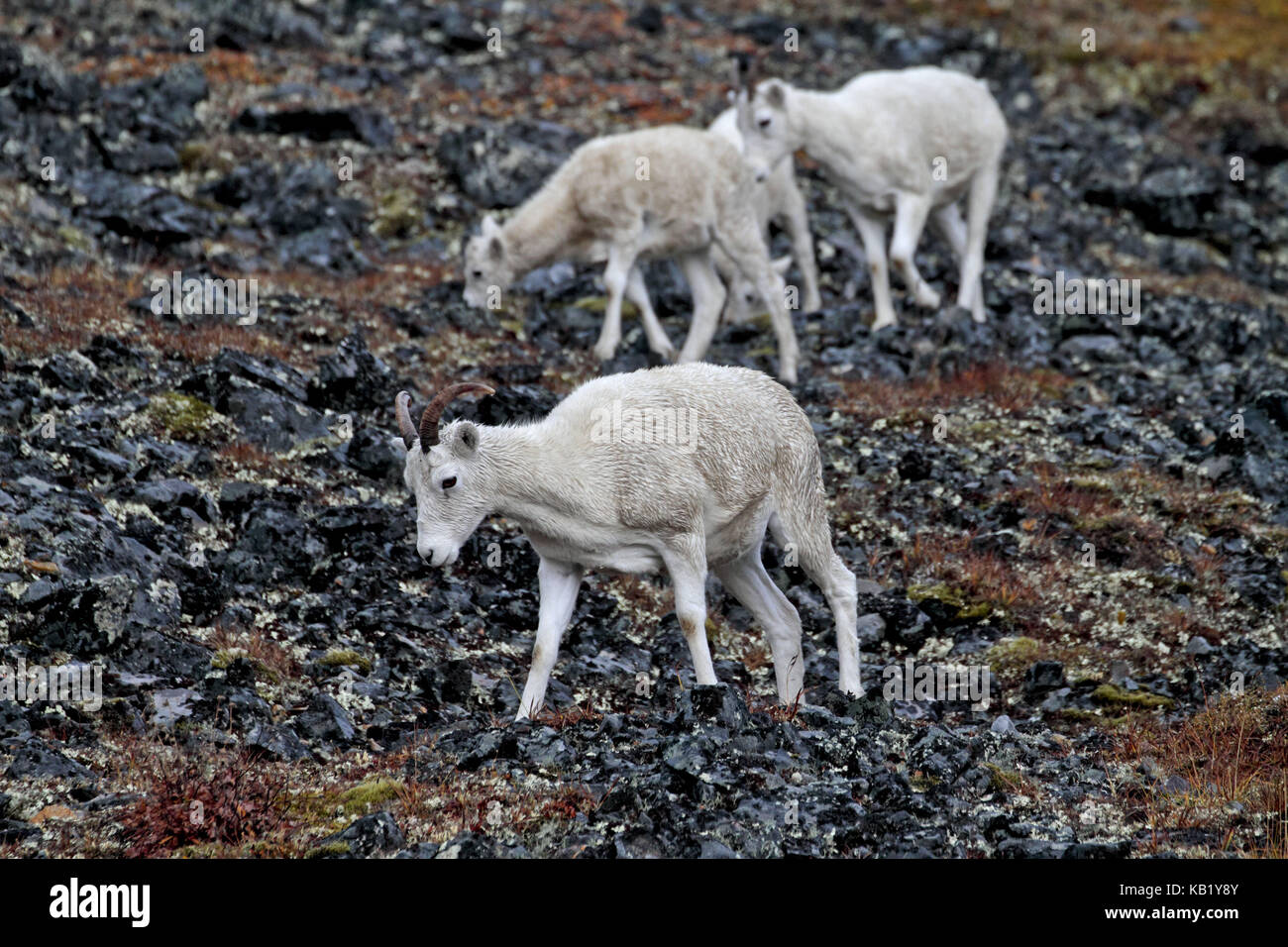Ovis dalli dalli hi-res stock photography and images - Alamy