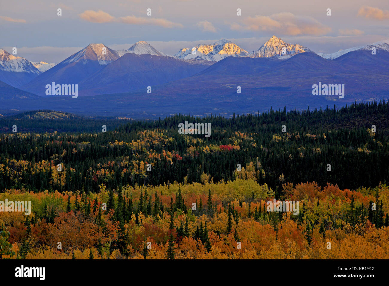 Alaska summer birch forest hi-res stock photography and images - Alamy
