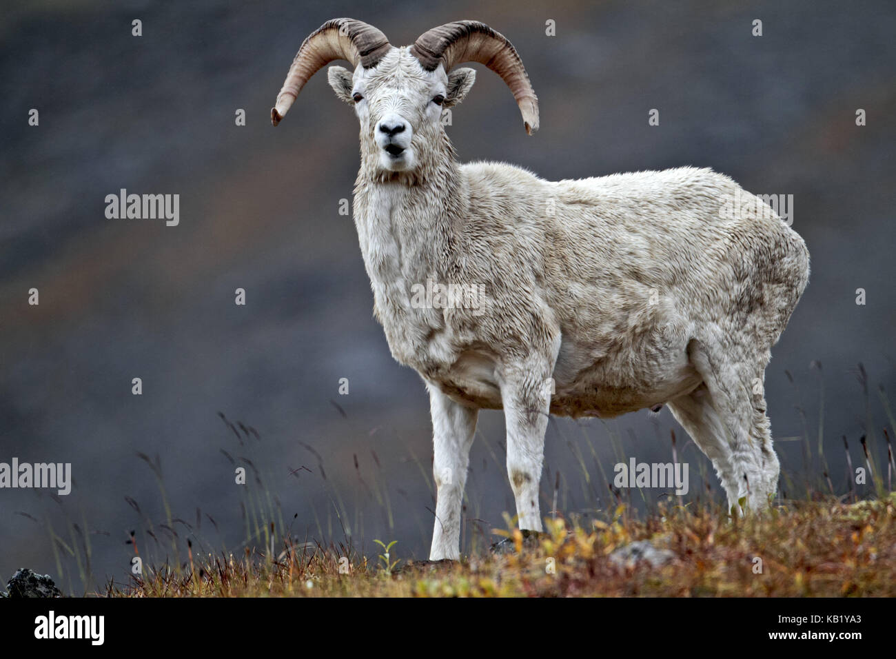 North America, the USA, Alaska, Brooks Range, Dallschaf, Ovis dalli ...