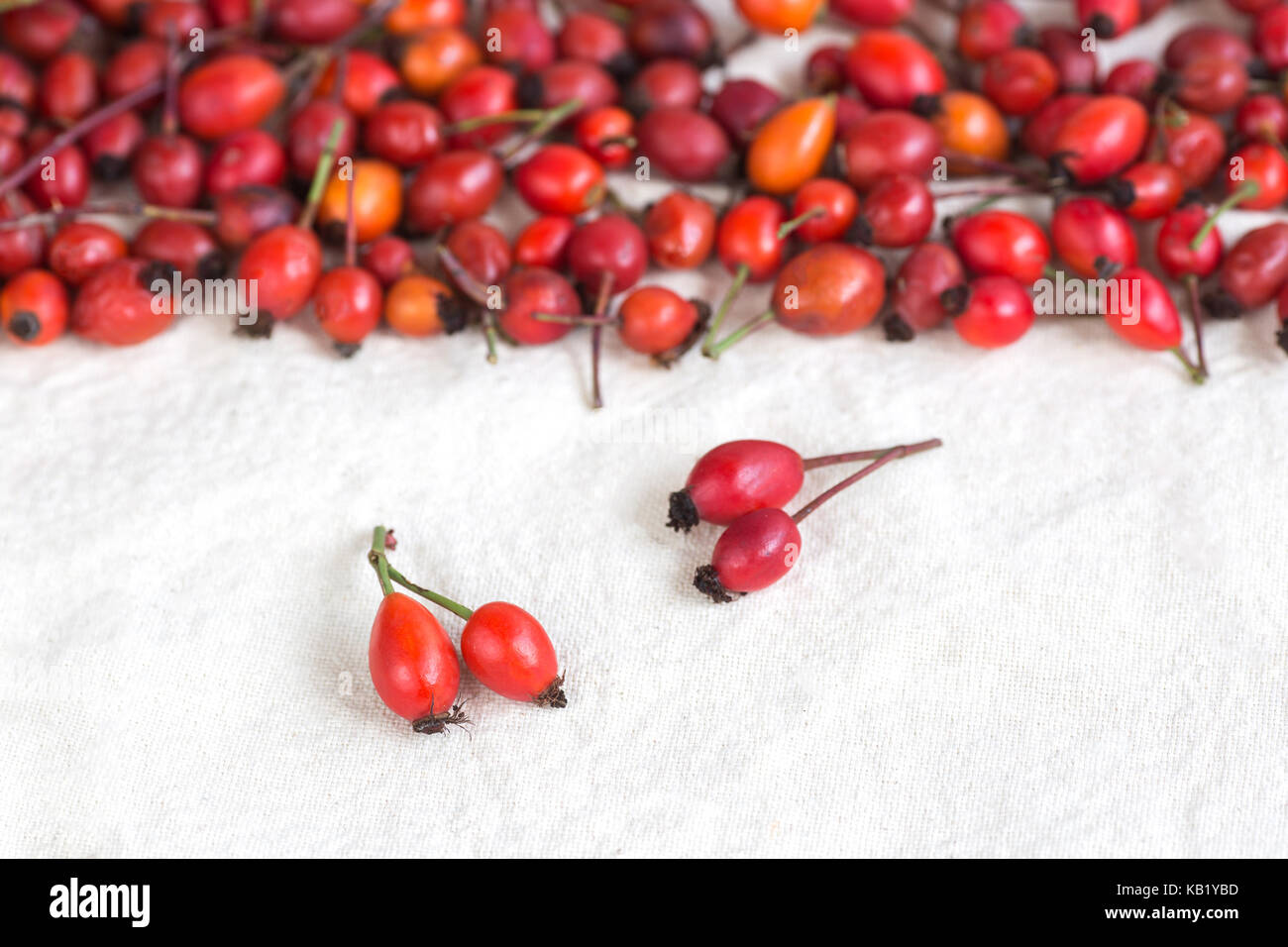 fall, health, treatment concept. close up of oval berries that are ...