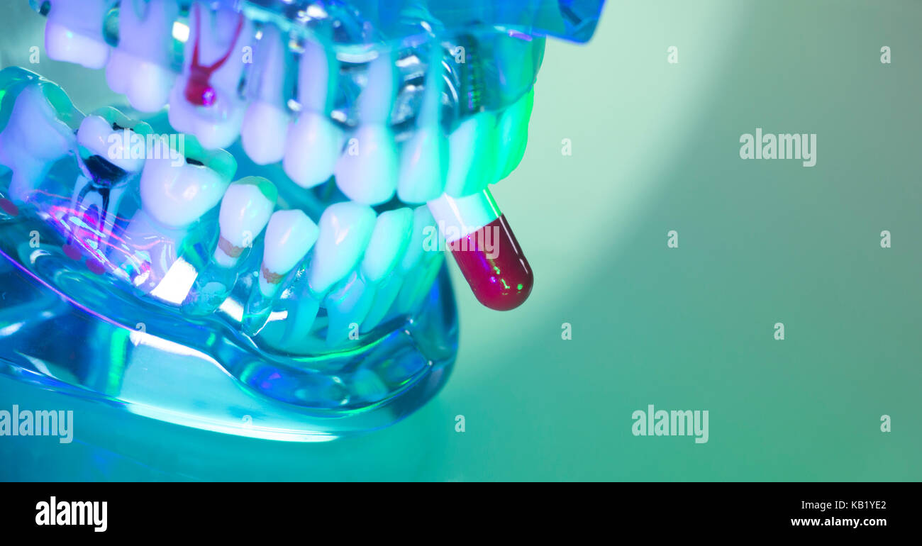 Dental teeth, mouth, gums dentists teaching model showing each tooth ...