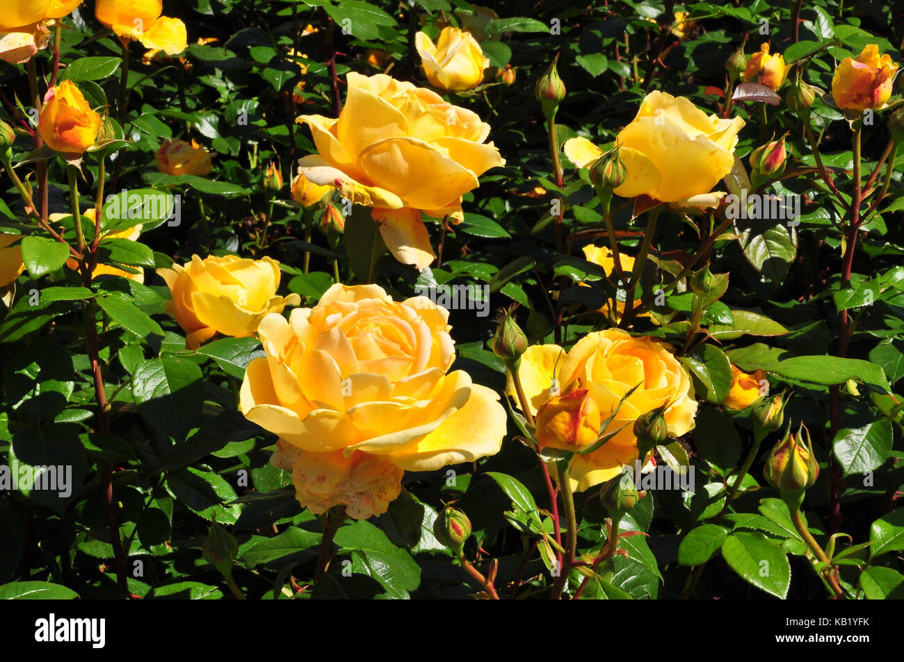 Botany, rose blossoms, yellow Stock Photo - Alamy